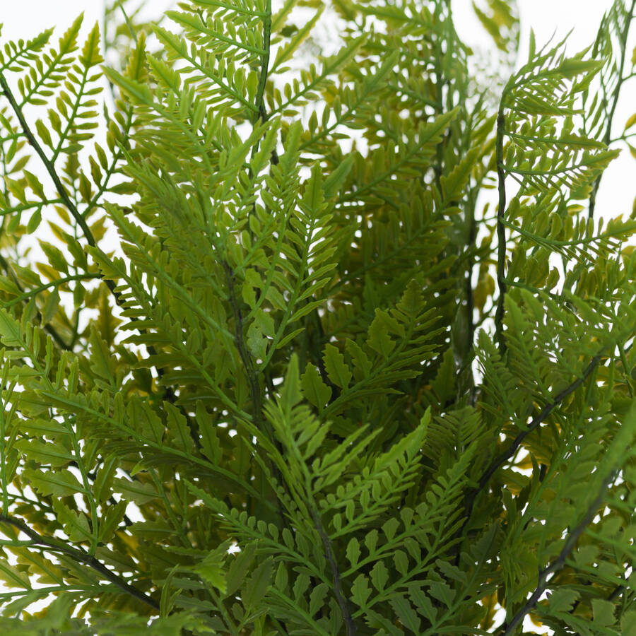 Green Fern Bunch – Nova Casa
